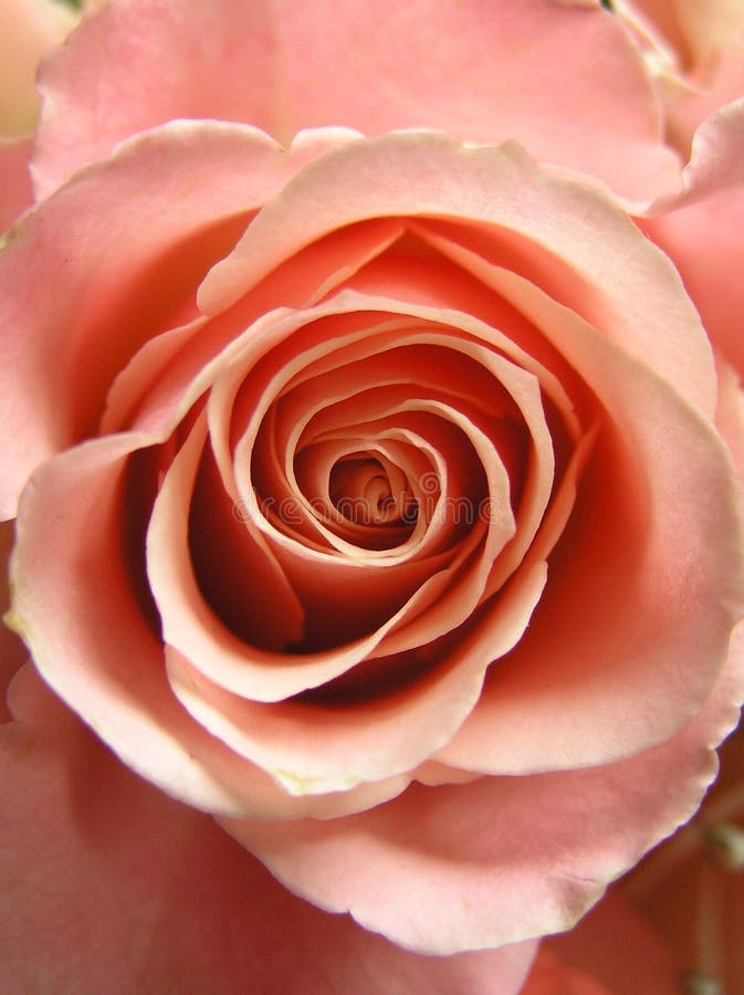 Champagne rose stock image. Image of heart, fragrant, pink - 150747