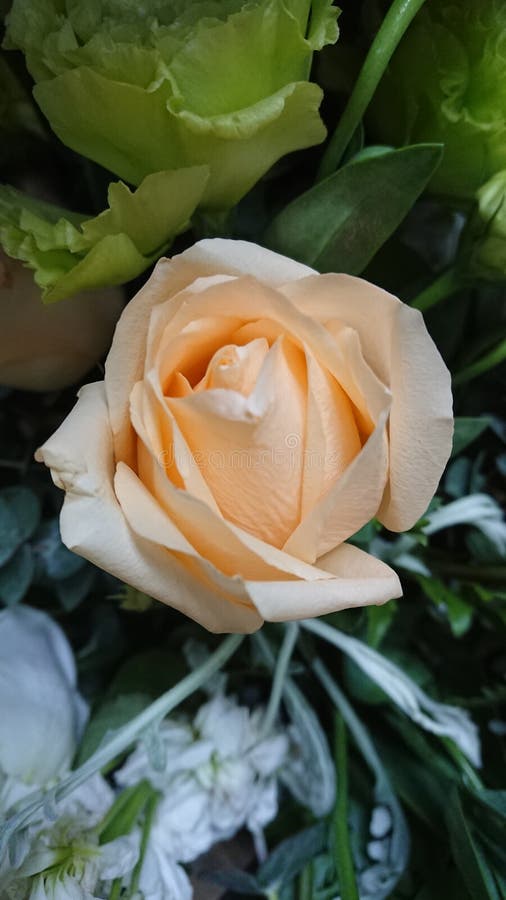 Stalk of rose stock photo. Image of stalk, pedals, champagne - 109343482