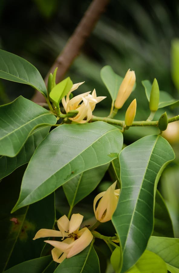 Champak flower on tree stock photo. Image of aroma, champaca - 180097054