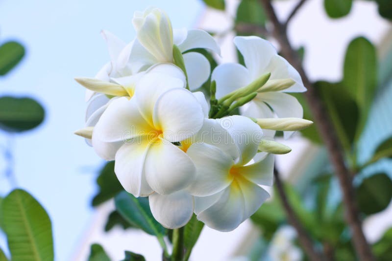 Champak stock photo. Image of magnolia, plant, evergreen - 92247096