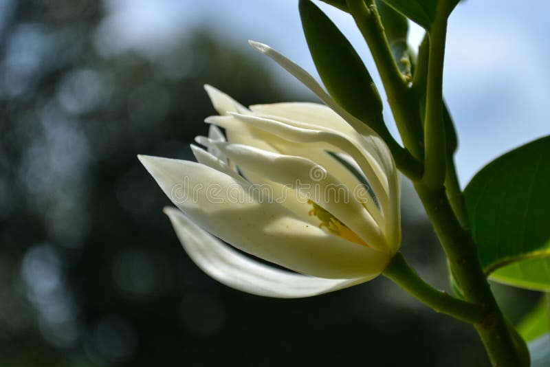 Champaka flower stock image. Image of romantic, plant - 160426279