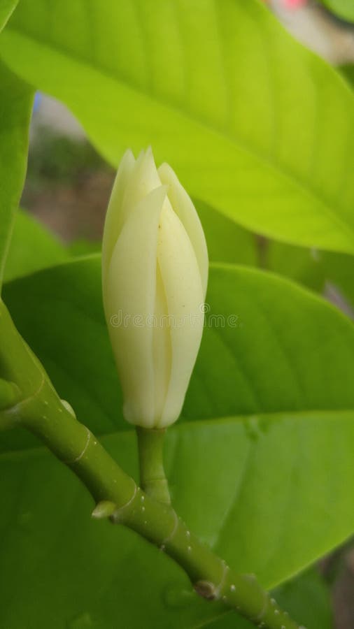 Champaka flower. stock photo. Image of garden, flower - 93566408