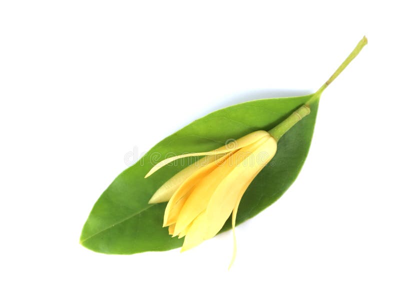 Champaka Flowers and Green Leaves on White Stock Image - Image of flora ...