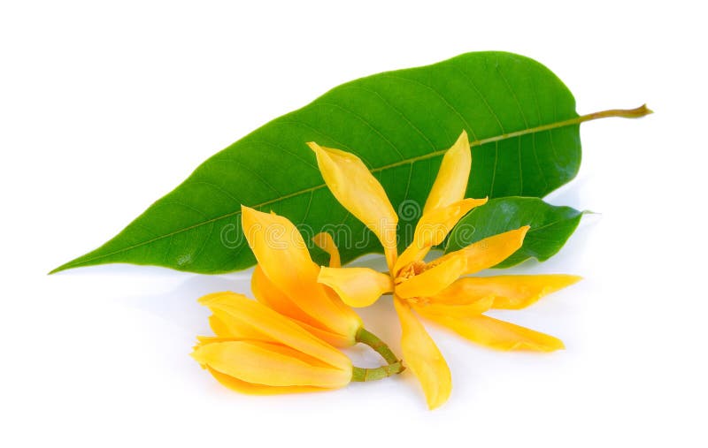 Michelia Champaca Flower Isolated On White Background Stock Photo ...