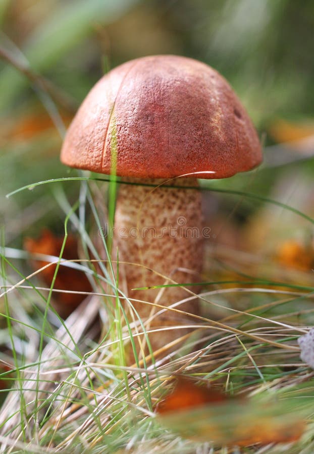 Champignon Avec Le Chapeau Rouge Image stock - Image du automne ...