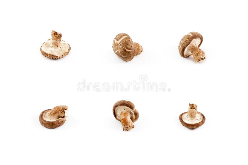 Champignon chinois photo stock. Image du normal, fond - 41220876