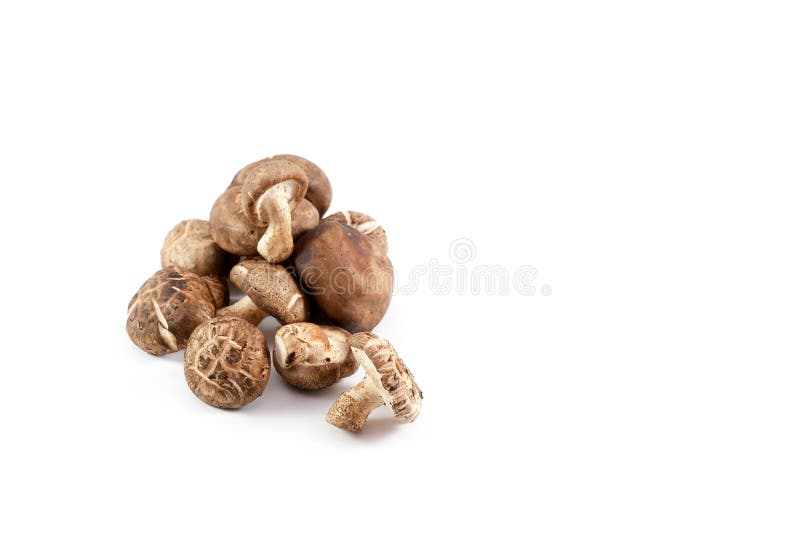 Champignon chinois photo stock. Image du normal, fond - 41220876