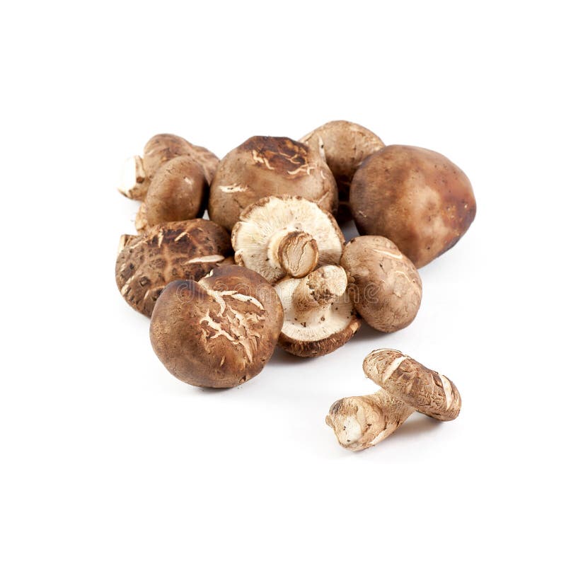 Champignon chinois photo stock. Image du normal, fond - 41220876