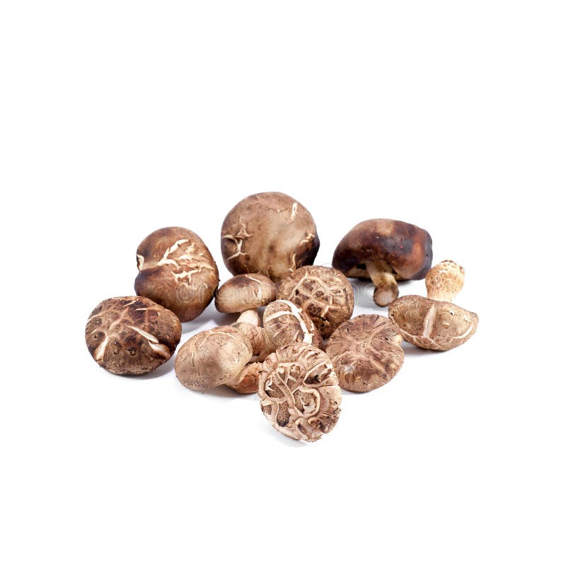 Champignon chinois photo stock. Image du normal, fond - 41220876