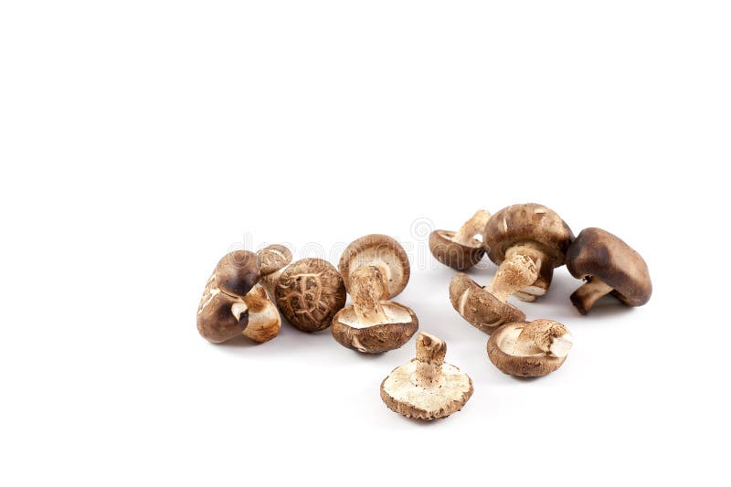 Champignon chinois photo stock. Image du normal, fond - 41220876