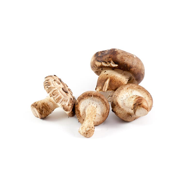 Champignon chinois photo stock. Image du normal, fond - 41220876