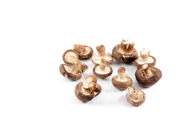 Champignon chinois photo stock. Image du normal, fond - 41220876