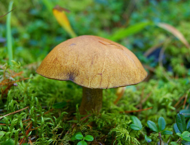Champignon Comestible En Bois Image stock - Image du botanique ...