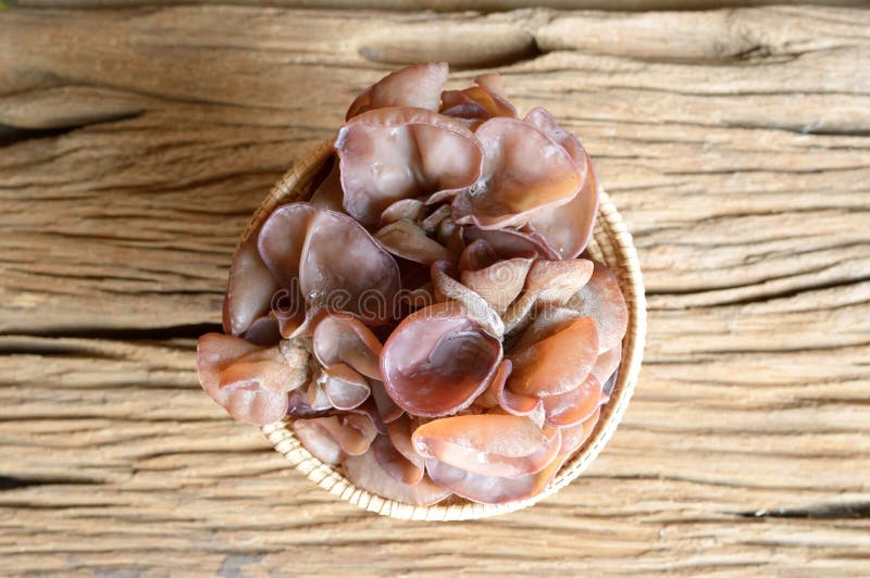 Champignon d'oreille image stock. Image du mycète, santé - 53330393
