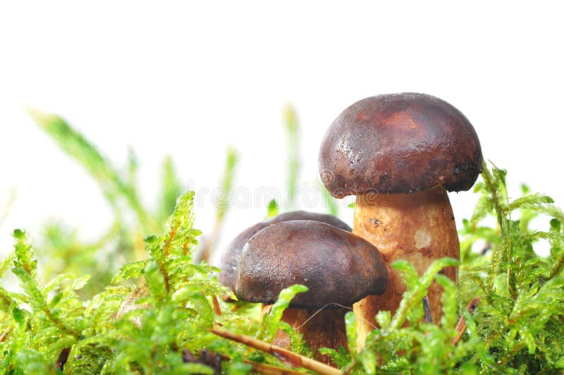 Champignon dans la mousse photo stock. Image du champignon - 36179024