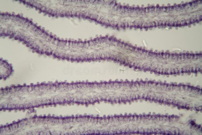 Champignon De Coprinus Sous Le Microscope Photo stock - Image du spore ...