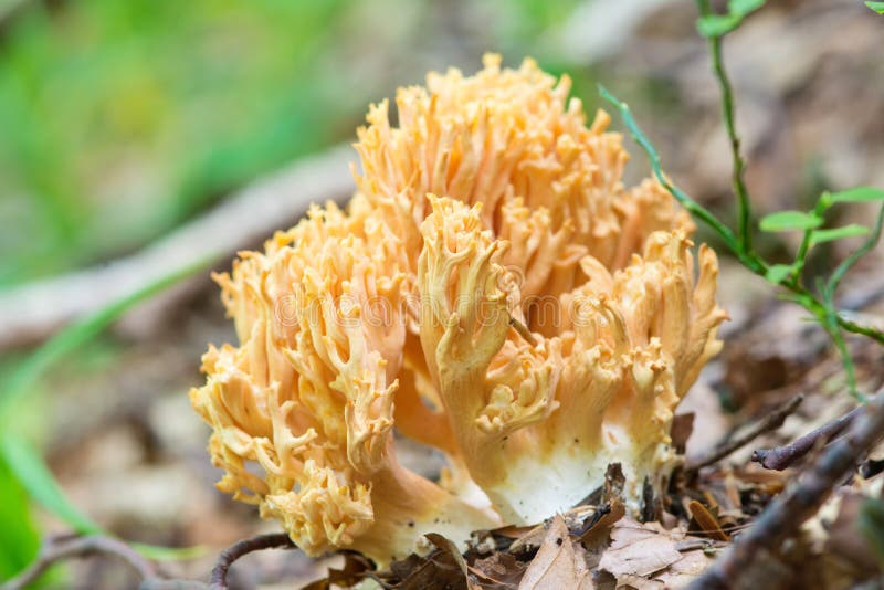 Champignon De Couche De Corail Photo stock - Image du végétarien ...