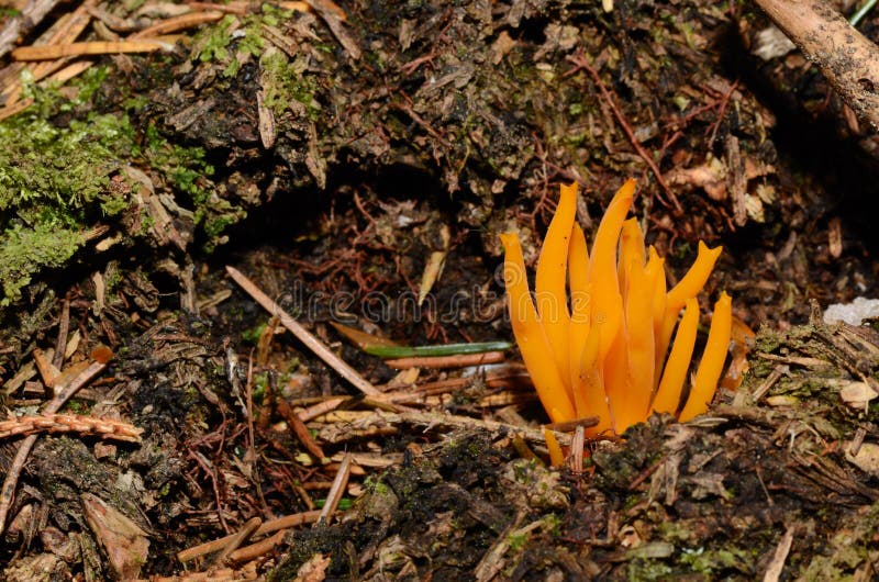 Champignon De Corail Orange Dans La Forêt Photo stock - Image du ...
