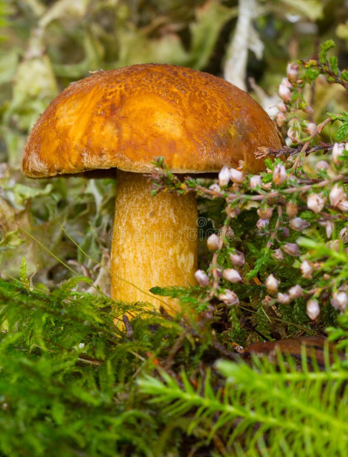 Champignon De Couche Comestible Jaune Image stock - Image du nature ...