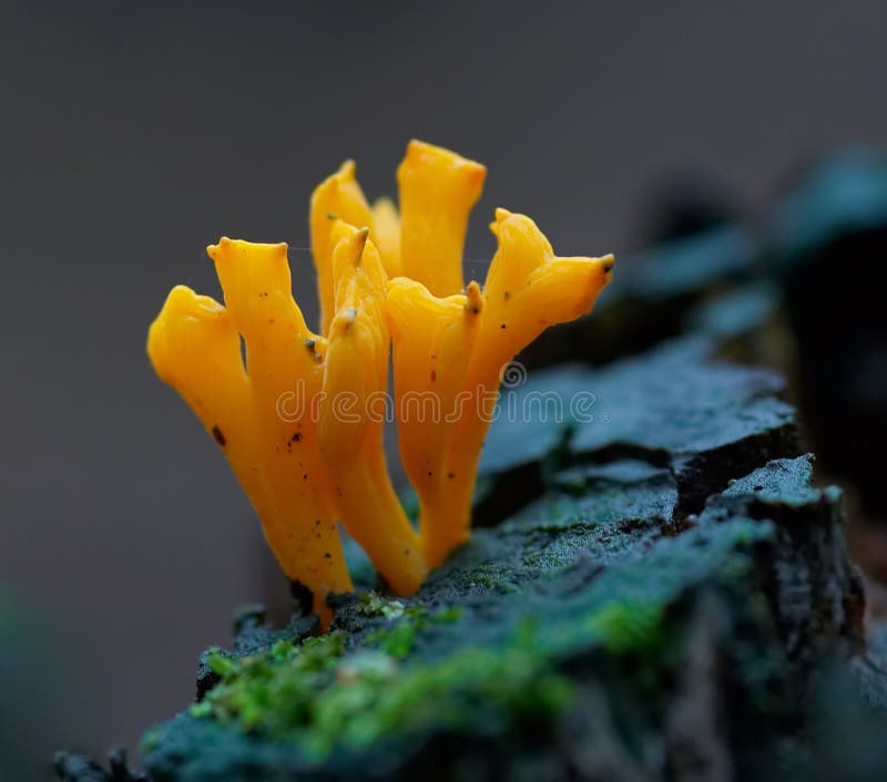 Champignon De Couche De Corail Photo stock - Image du végétarien ...