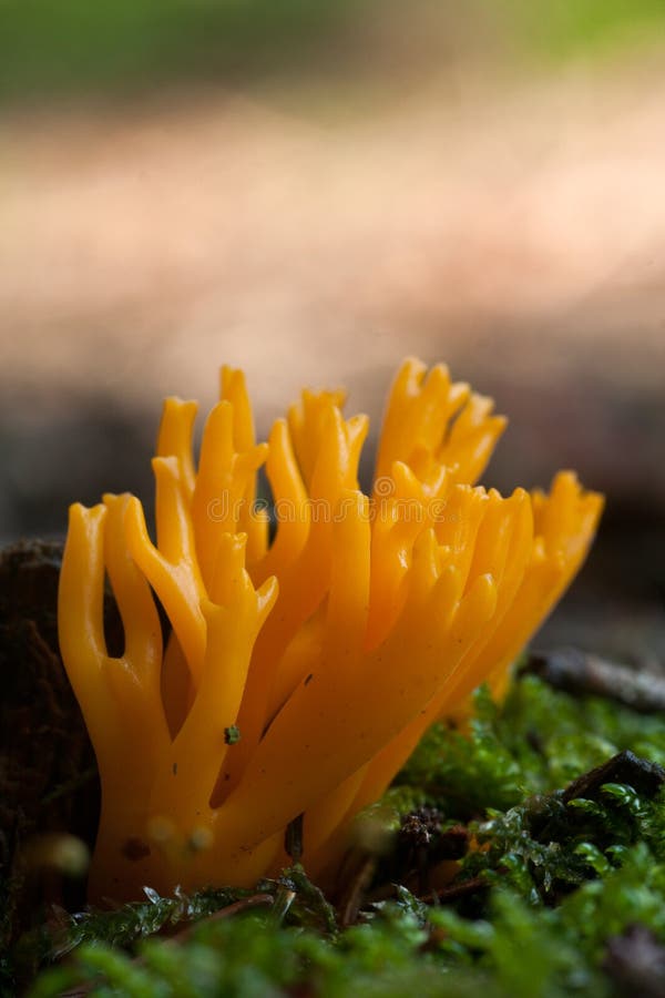 Champignon De Couche De Corail Orange Photo stock - Image du ...