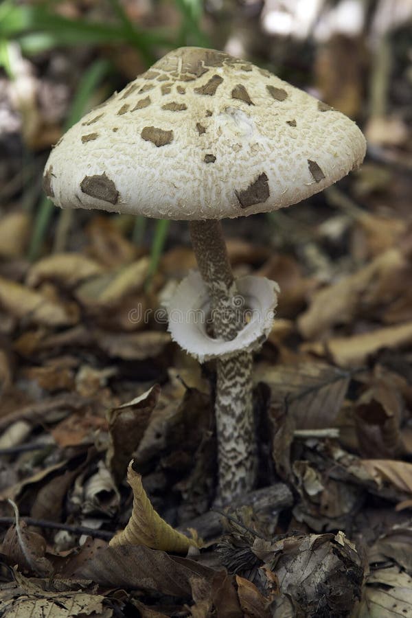 2,516 Photos de Champignon De Pied - Photos de stock gratuites et ...