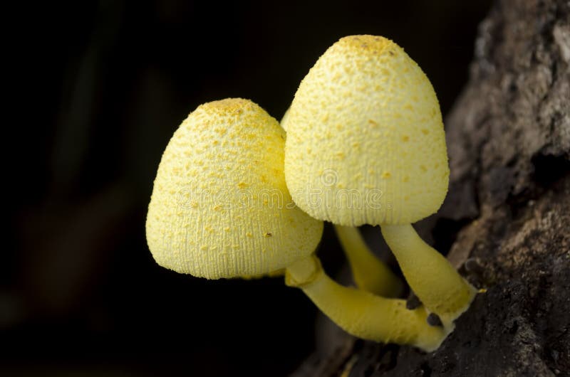 Birnbaumii Jaune Toxique De Leucocoprinus De Champignon Image stock ...