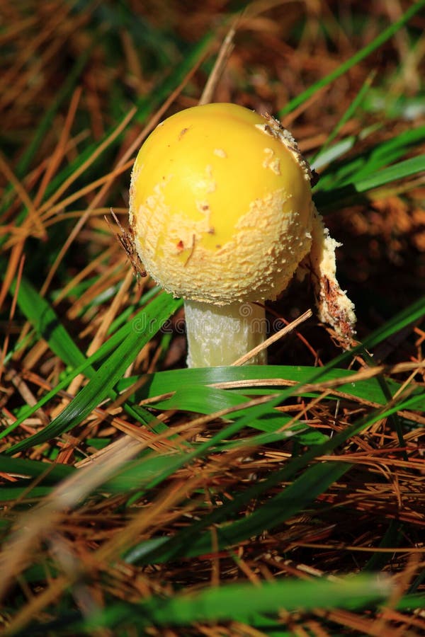 Champignon Jaune Dans La Touffe De Soufre De Fasciculare De Hypholoma ...