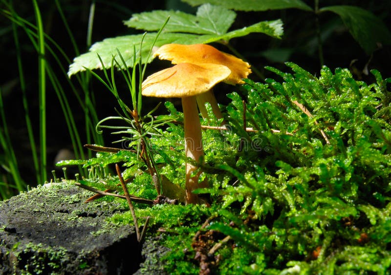 Champignon Jaune Dans La Touffe De Soufre De Fasciculare De Hypholoma ...