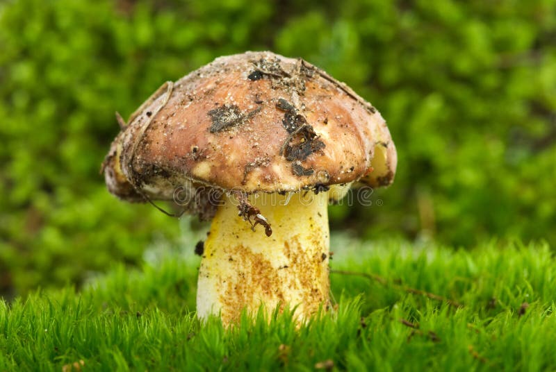 Petit Champignon De Couche Jaune De Boletus (granulatus De Suillus ...