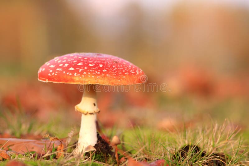 Champignon de couche rouge image stock. Image du rouge - 11693223
