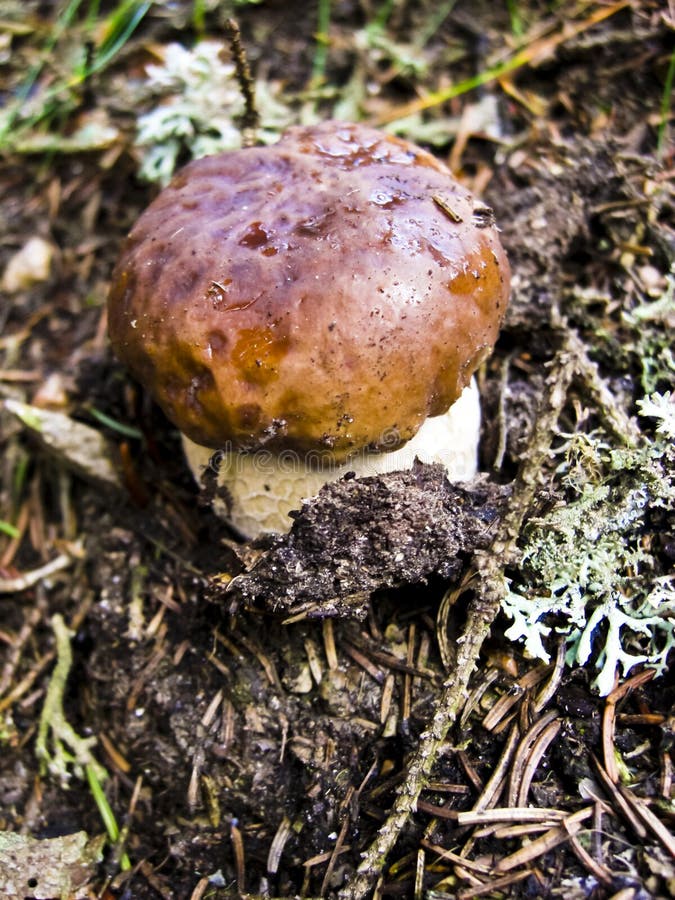 Champignon Sauvage Avec Le Chapeau De Brown Image stock - Image du ...