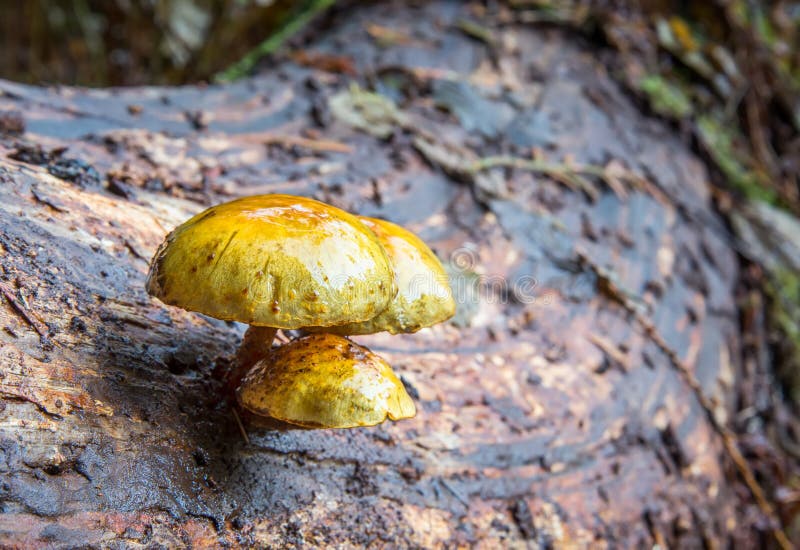 Champignon Jaune Sur Le Bois De Rondin Photo stock - Image du ...