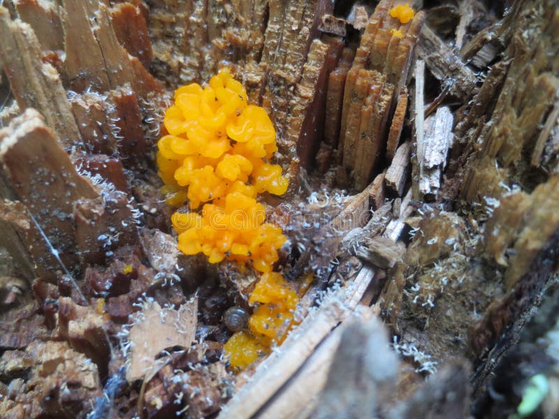 Champignon Jaune Comestible Image stock - Image du connu, additif: 76259211