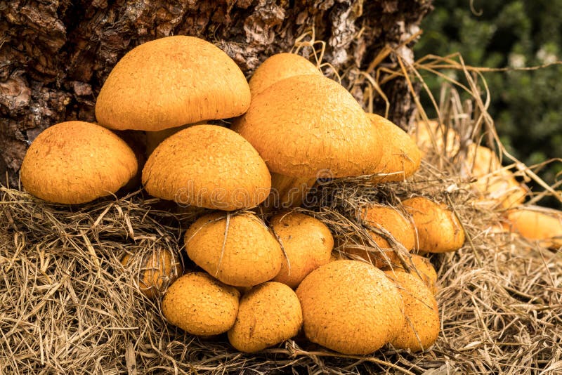 Champignon jaune d'arbre image stock. Image du centrale - 73621131