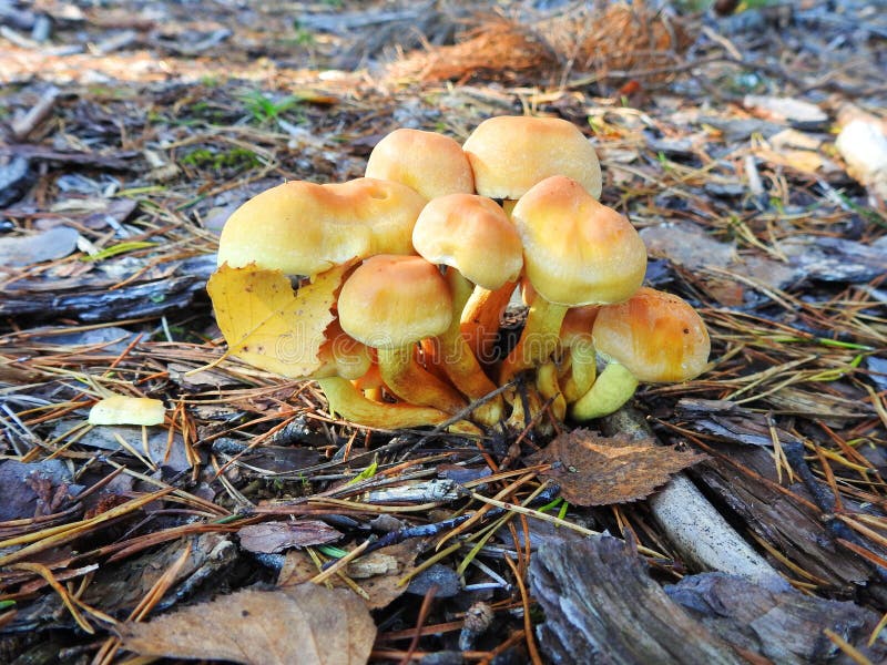 Deux Champignon Jaune Forest On Que Sunny Clearing Among The Fallen ...