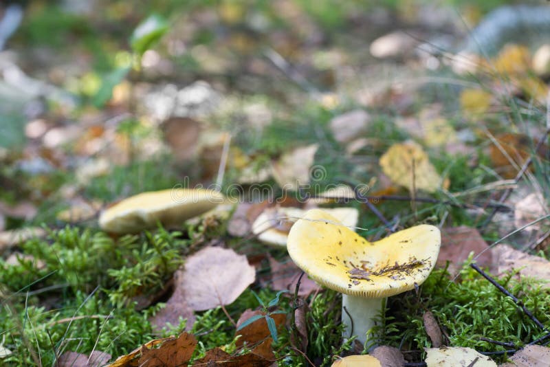 Champignon Jaune De Russula De Marais Image stock - Image du objet ...
