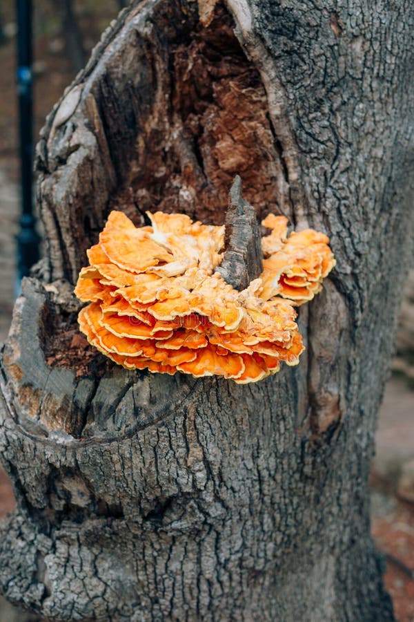 Champignon Jaune Sur L'arbre Sulphureus De Laetiporus Image stock ...