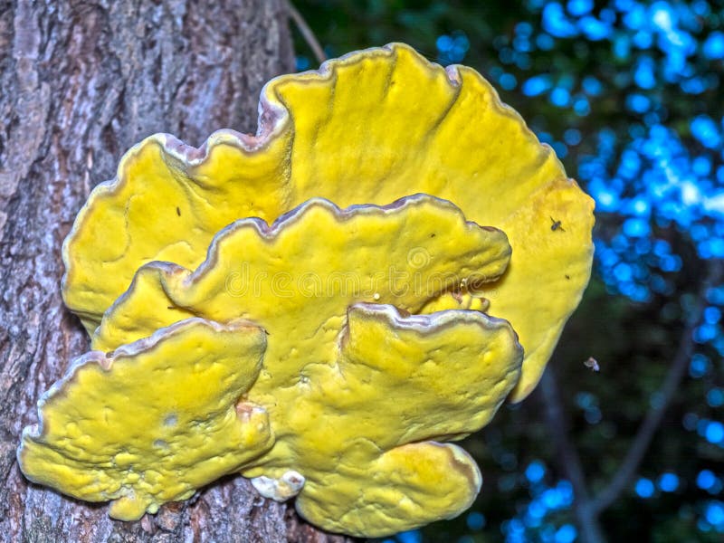Champignon Jaune Sur Un Arbre Image stock - Image du forêt, mycètes ...