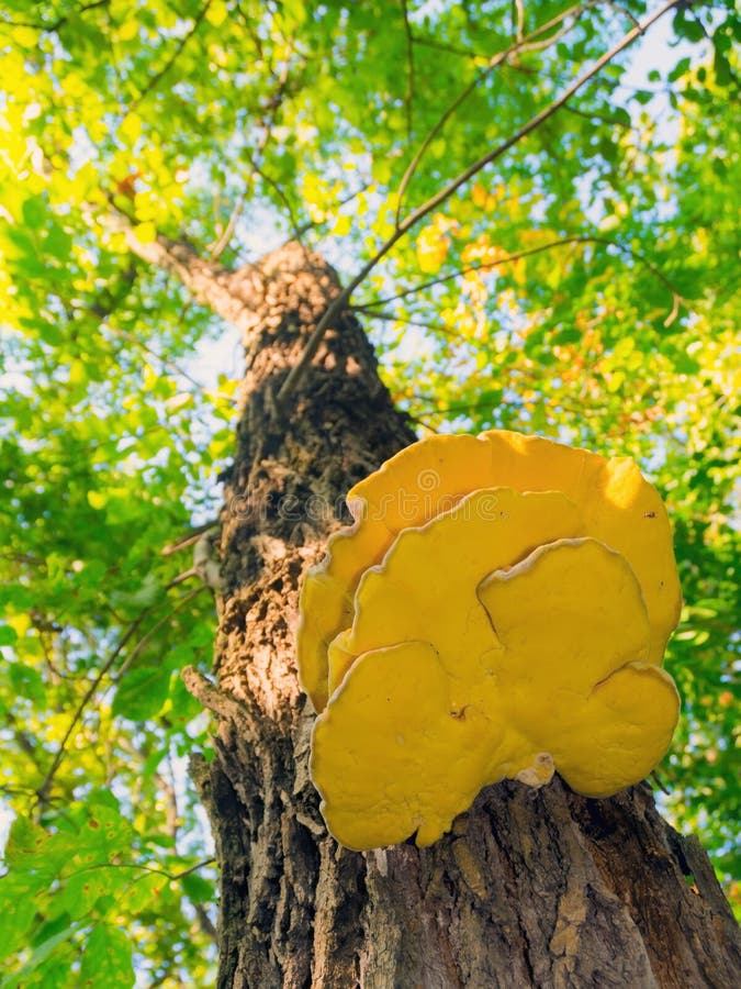 Champignon Jaune Sur Un Arbre Image stock - Image du forêt, mycètes ...