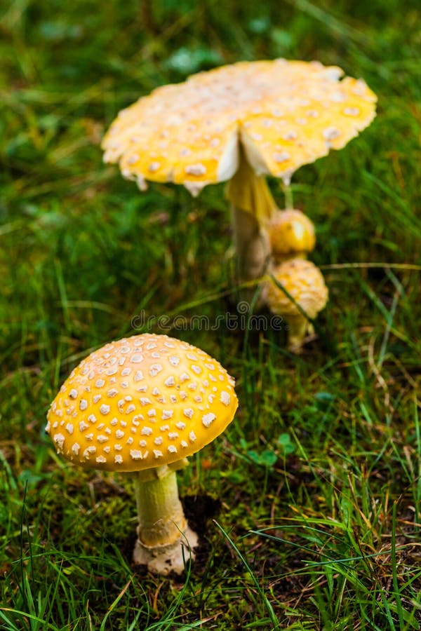 Champignon Jaune Toxique En Nature Image stock - Image du herbe, nature ...