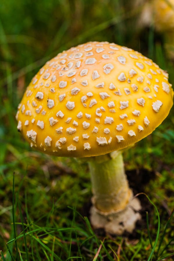Champignon Jaune Toxique En Nature Image stock - Image du mycète, vert ...
