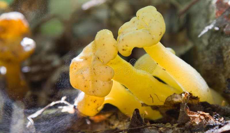 Champignon Libérant Ses Spores Image stock - Image du angleterre ...