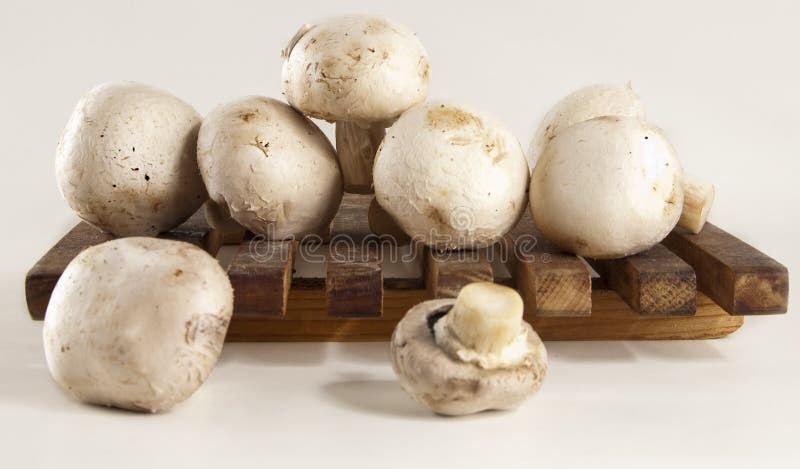 Champignon mushroom stock photo. Image of diet, vegetarian - 24820054