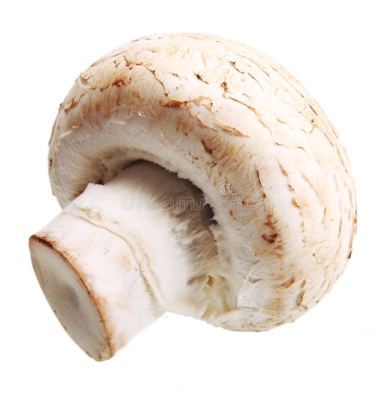 Champignon Mushroom Isolated Stock Image - Image of agaricus, fungus ...