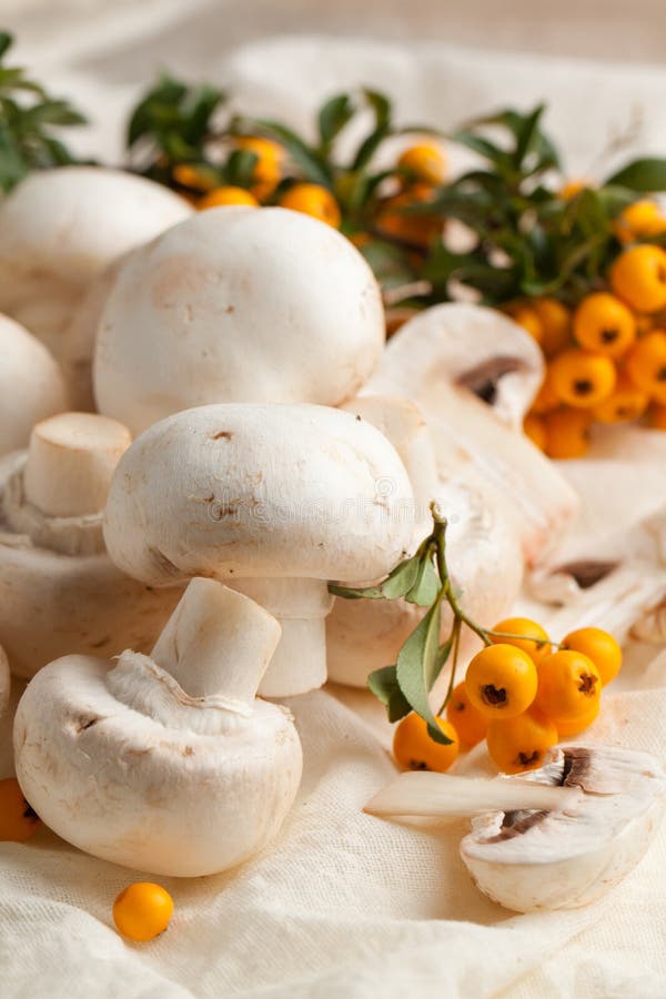 Champignon mushrooms stock image. Image of mushroom, organic - 21745569