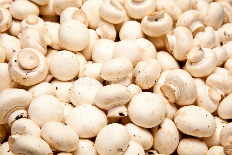 Champignon mushrooms stock photo. Image of agriculture - 27165490