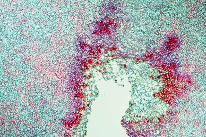 Champignon Parasite Sur La Branche D'arbre Image stock - Image du brun ...