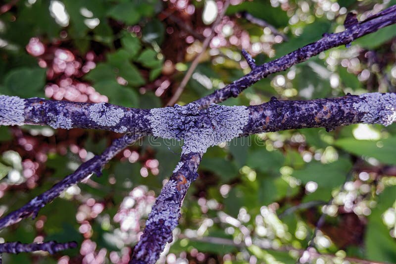 Champignon Parasite Pousse Sur Les Branches Des Arbres Maladies Des ...