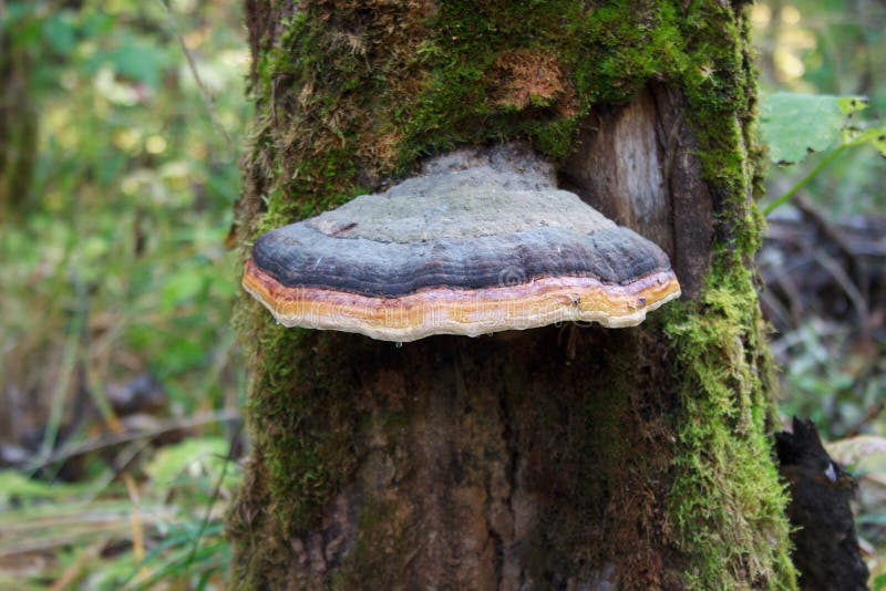 Champignon Parasite Sur La Branche D'arbre Image stock - Image du brun ...